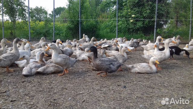 Утка молодая