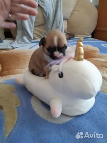 Продается щенок чихуахуа