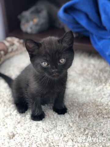 Маленький чертёнок