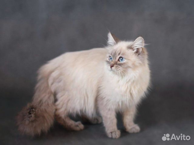 Невский Маскарадный котик