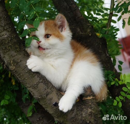 Лаковый, нежный малышка экзот ждет своего хозяина