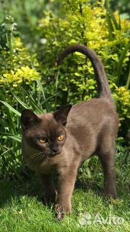 Бурманские котята готовы к переезду
