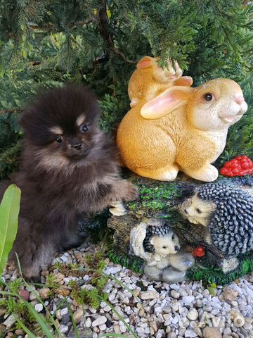 Померанский шпиц