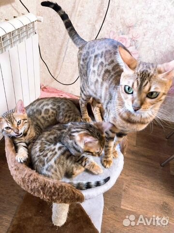 Продам бенгалов