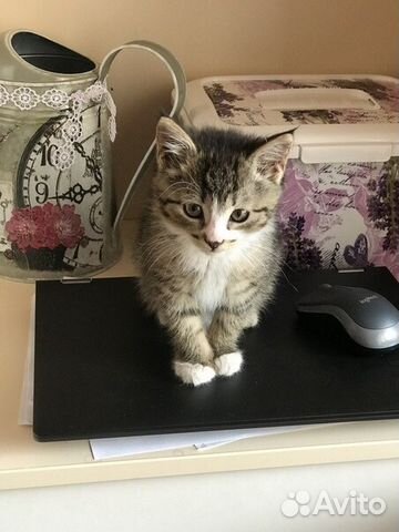 Котенок девочка 1,5 мес