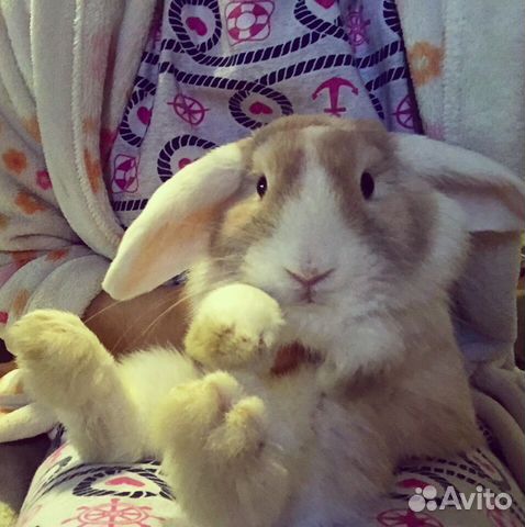 Кролик вислоухий