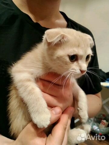 Шотландец котенок