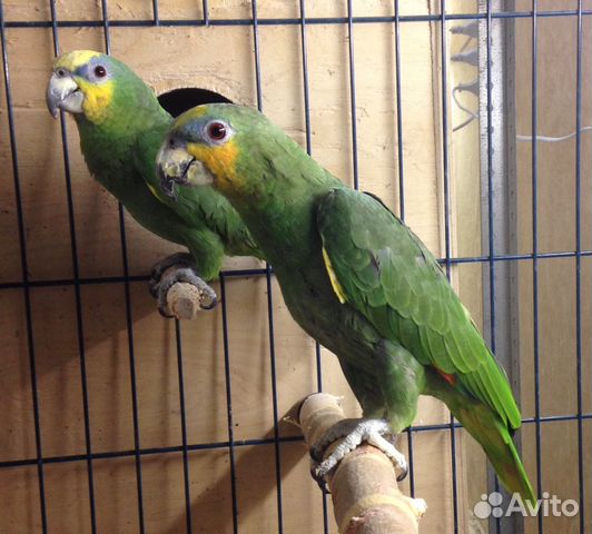 Пара больших попугаев