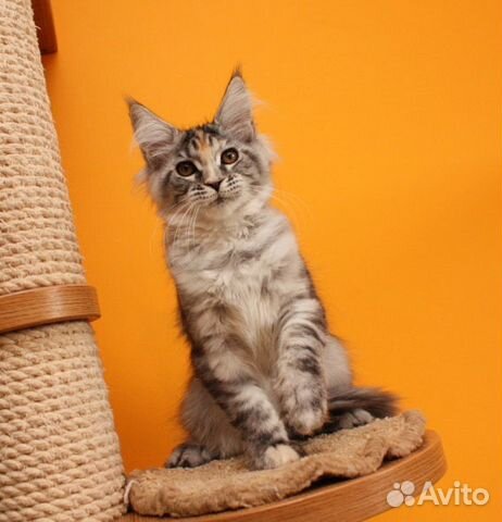 Кошечка мейн кун Хелен,серебряная черепаха