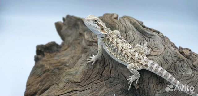 Бородатые агамы