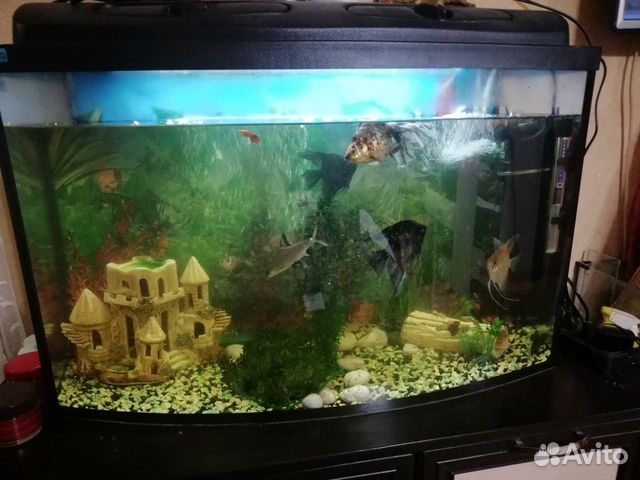 Аквариум с рыбками