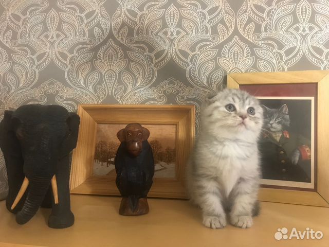 Шотландские вислоухие короткошерстые комочки