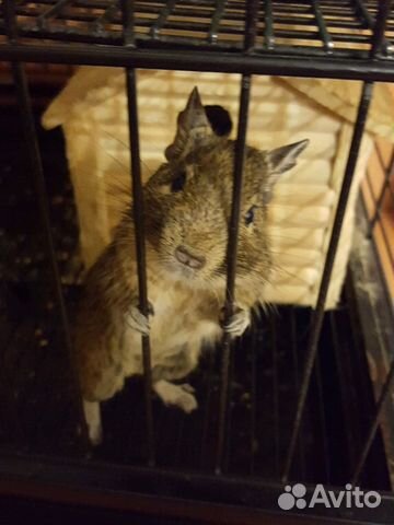 Отдам 2-х Дегу мальчиков (чилийская белка)