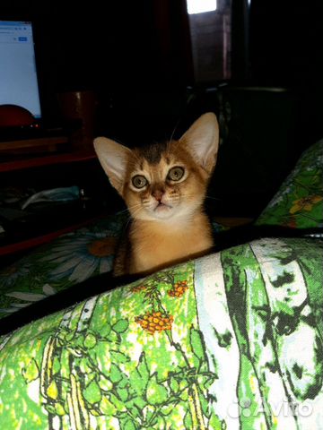 Абиссинский котенок