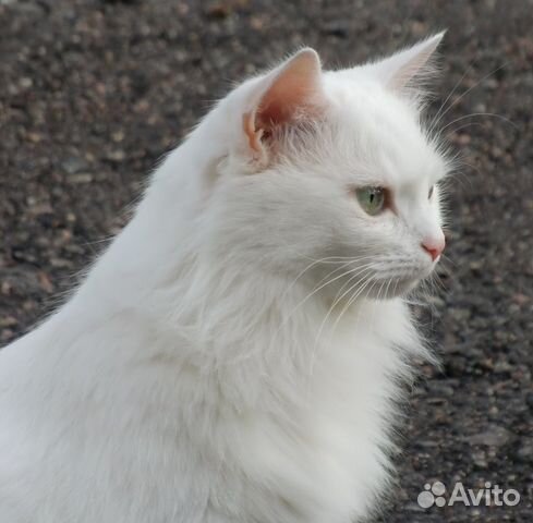 В дар белую красавицу кошку