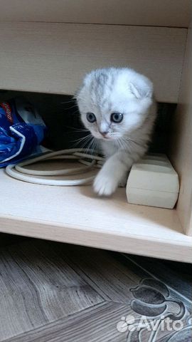 Котенок шотландской вислоухой