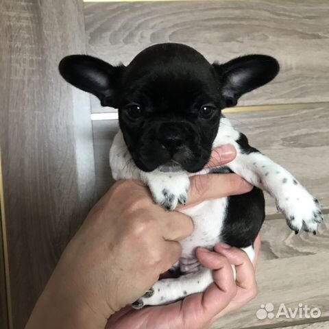 2 девочки французского бульдога