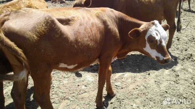 Телки годовалые и яловые коровы