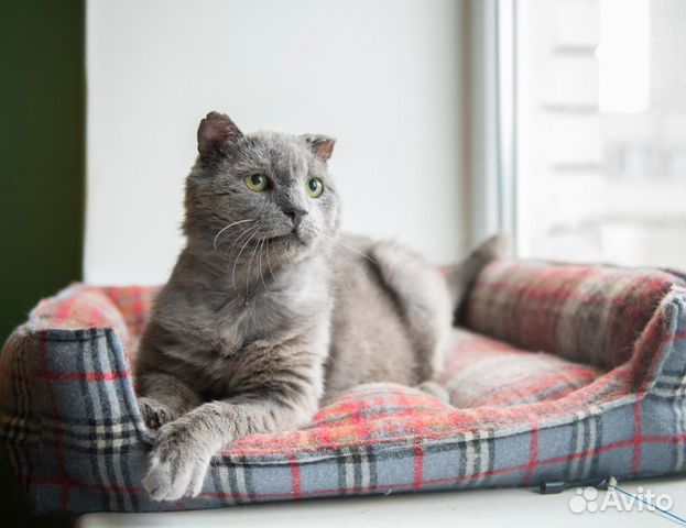 Отдам умнейшего Кота в хорошие руки