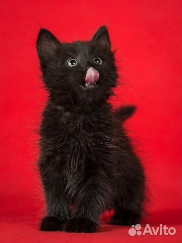 Котенок в добрые руки
