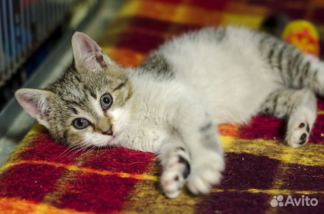 Котята 2.5 месяца ищут дом