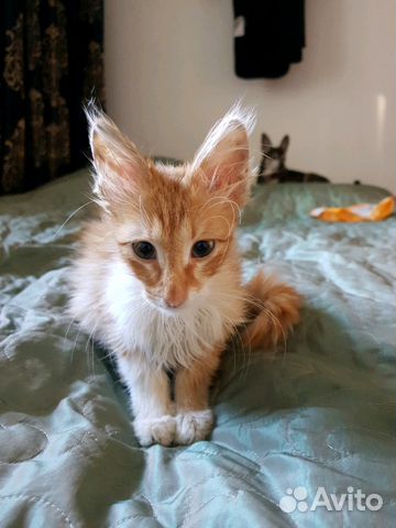 Котёнок в добрые, заботливые руки