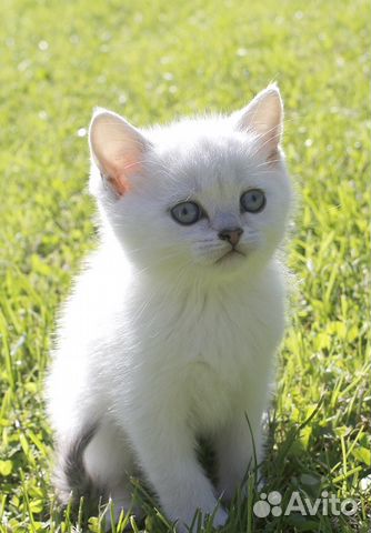 Британский котик