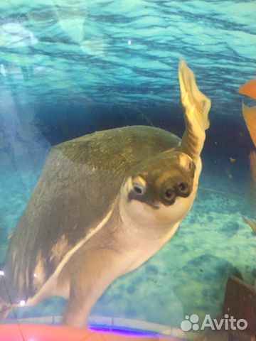 Свинорылая черепаха