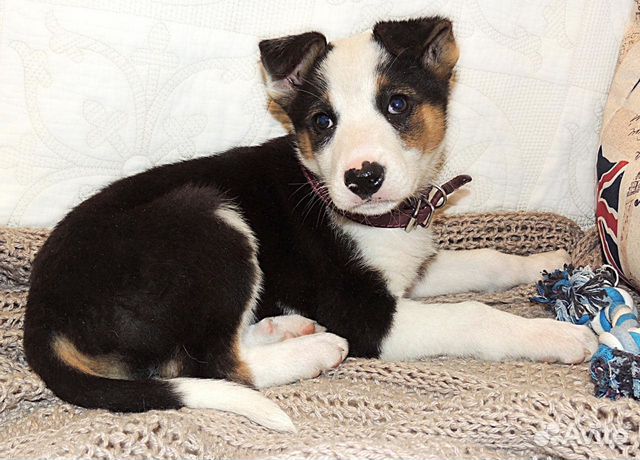 Боня- яркая и красивая девица 2 мес