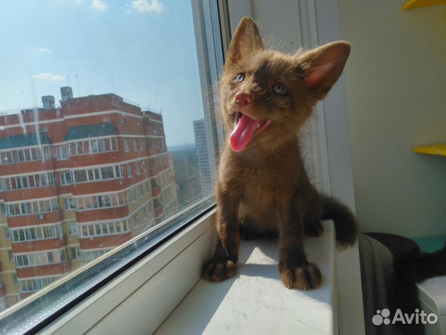 Лисенок, лиса окраса янтарь