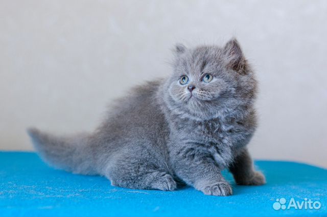 Британский дш котенок Хайлендер