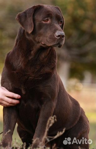 Отдаю девочку лабрадора