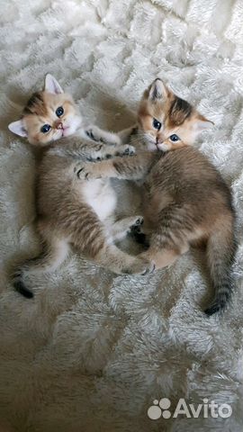 Золотые бриташи