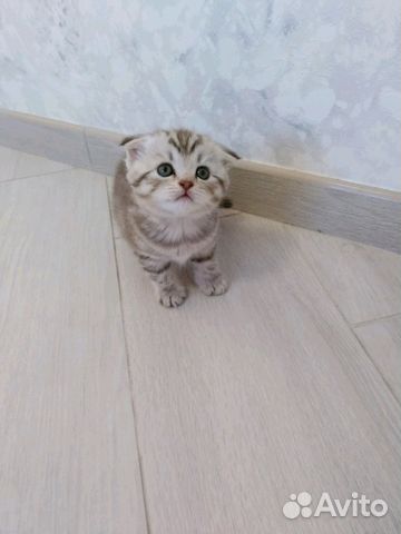 Британские котята