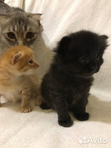 Чёрная кошечка в добрые руки