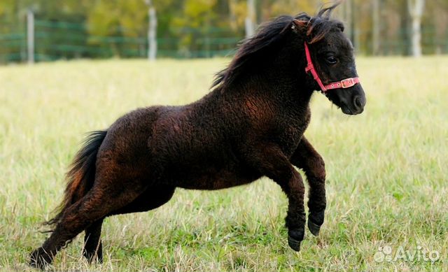 Продам кобылу