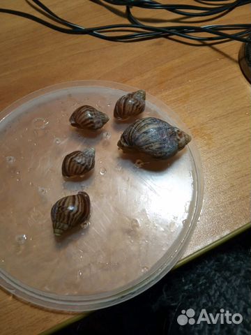 Ахатинские улитки