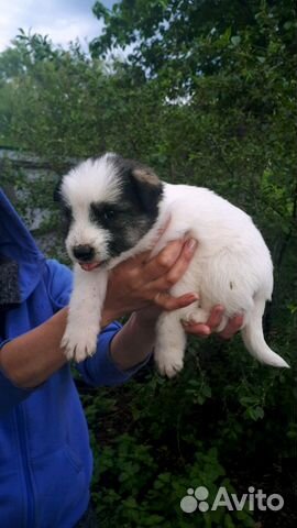 6 красивых щенков с доставкой