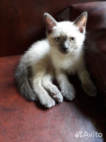 Тайские котята