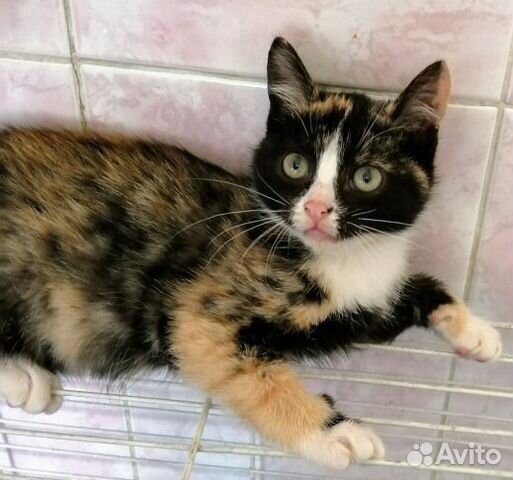 2 сестрички