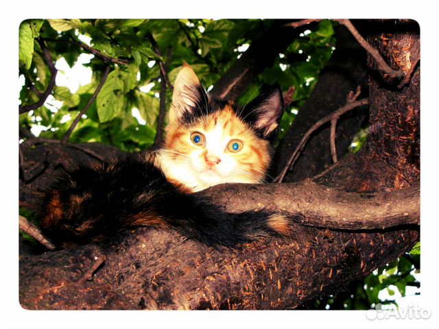 Котенок девочка четырехцветная. Камыши