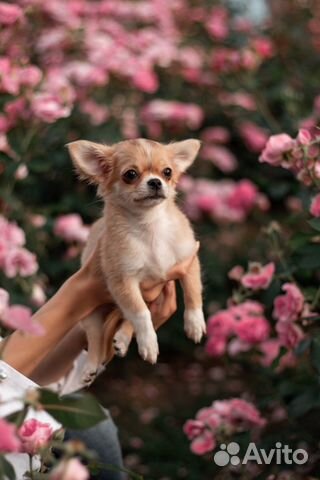 Шикарная девочка чихуахуа