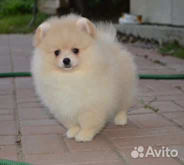 Шикарная девочка шпица