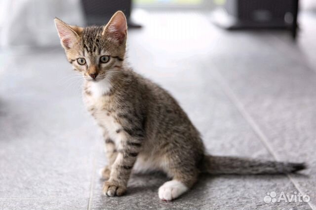 Олли - мальчик 3 месяца