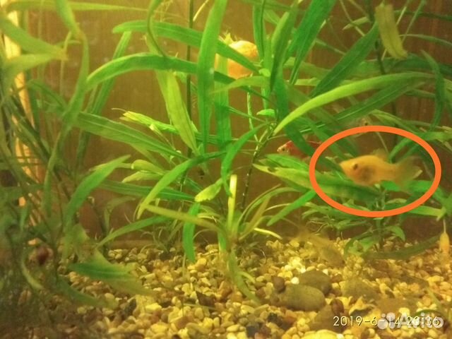 Моллинезии обмен/ продажа