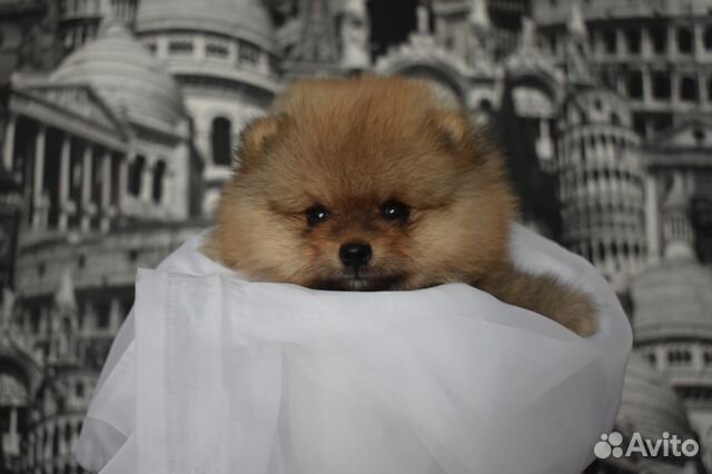 Мишка топтышка