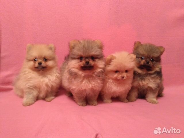 Щенки померанского шпица