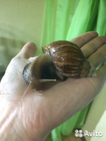 Взрослые улитки Ахатины