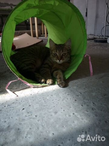 Игривая кошечка