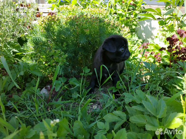 Щенки мопса